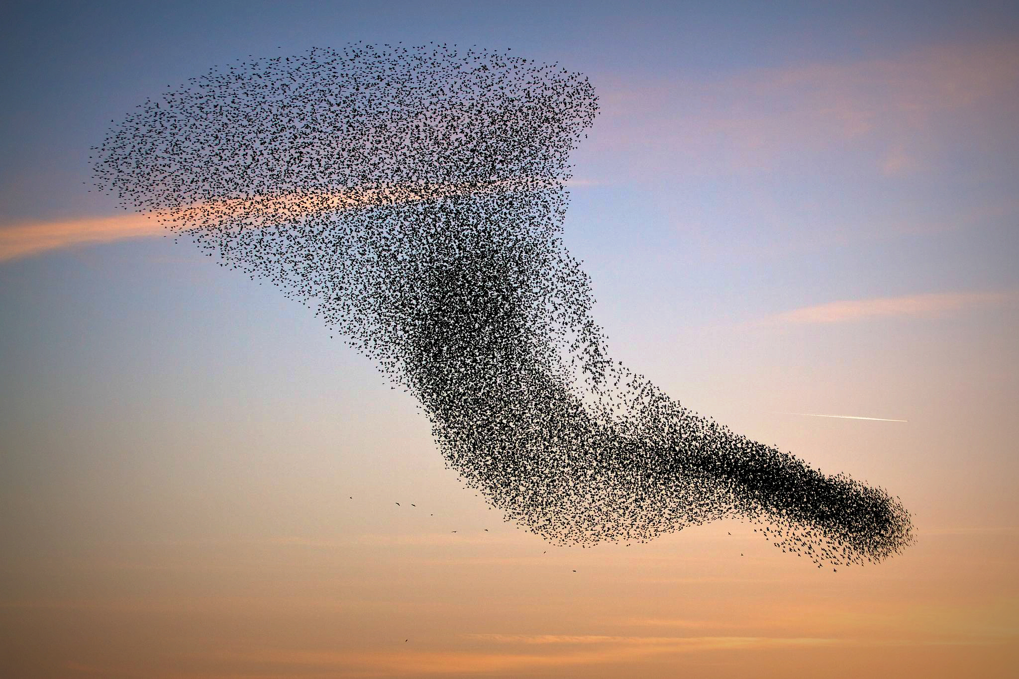 Murmuration Of Starlings 25wtT PHOSPHORIMENTAL Murmuration Of Starlings 25wtT PHOSPHORIMENTAL